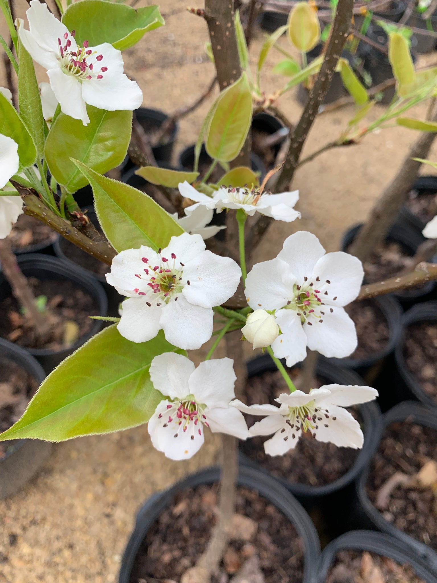 Pear Trees — Roots to Fruits Nursery