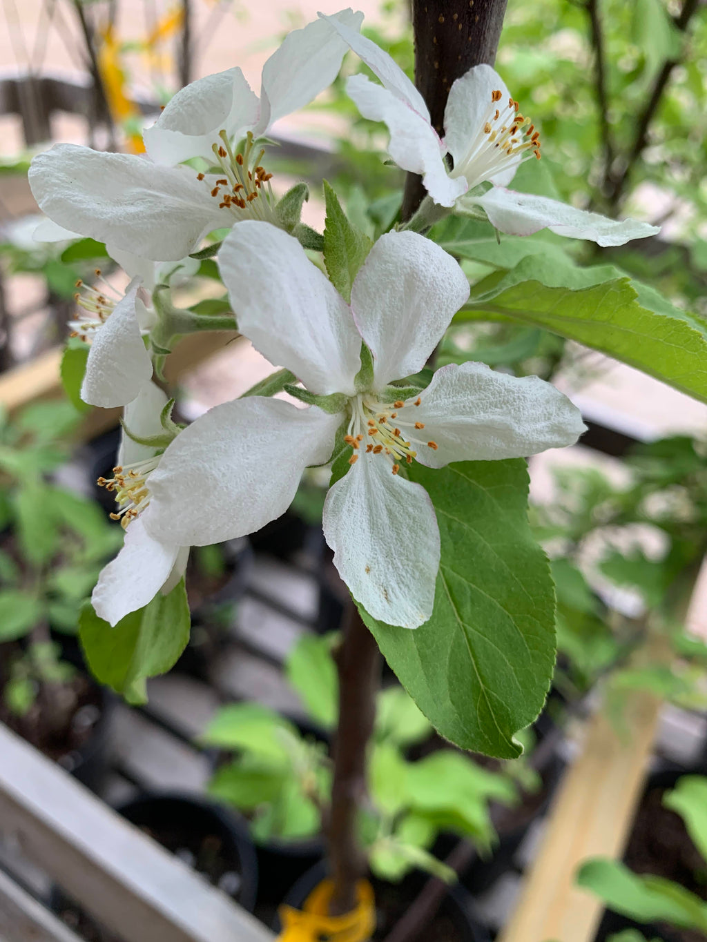 Cider Apple Trees — Roots to Fruits Nursery