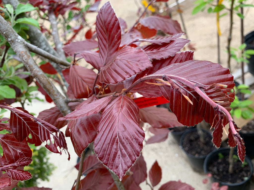Shade Trees — Roots to Fruits Nursery