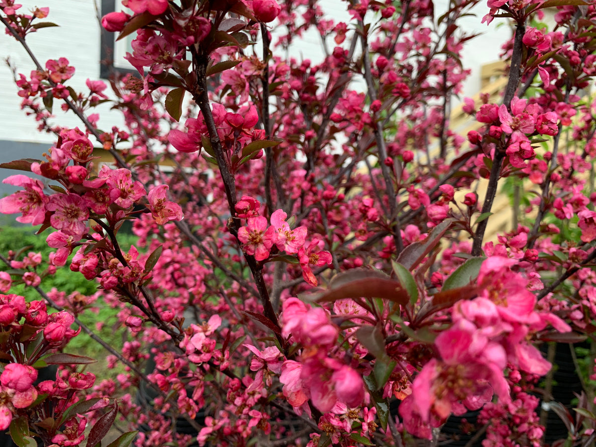 Showtime Crabapple Tree — Roots to Fruits Nursery