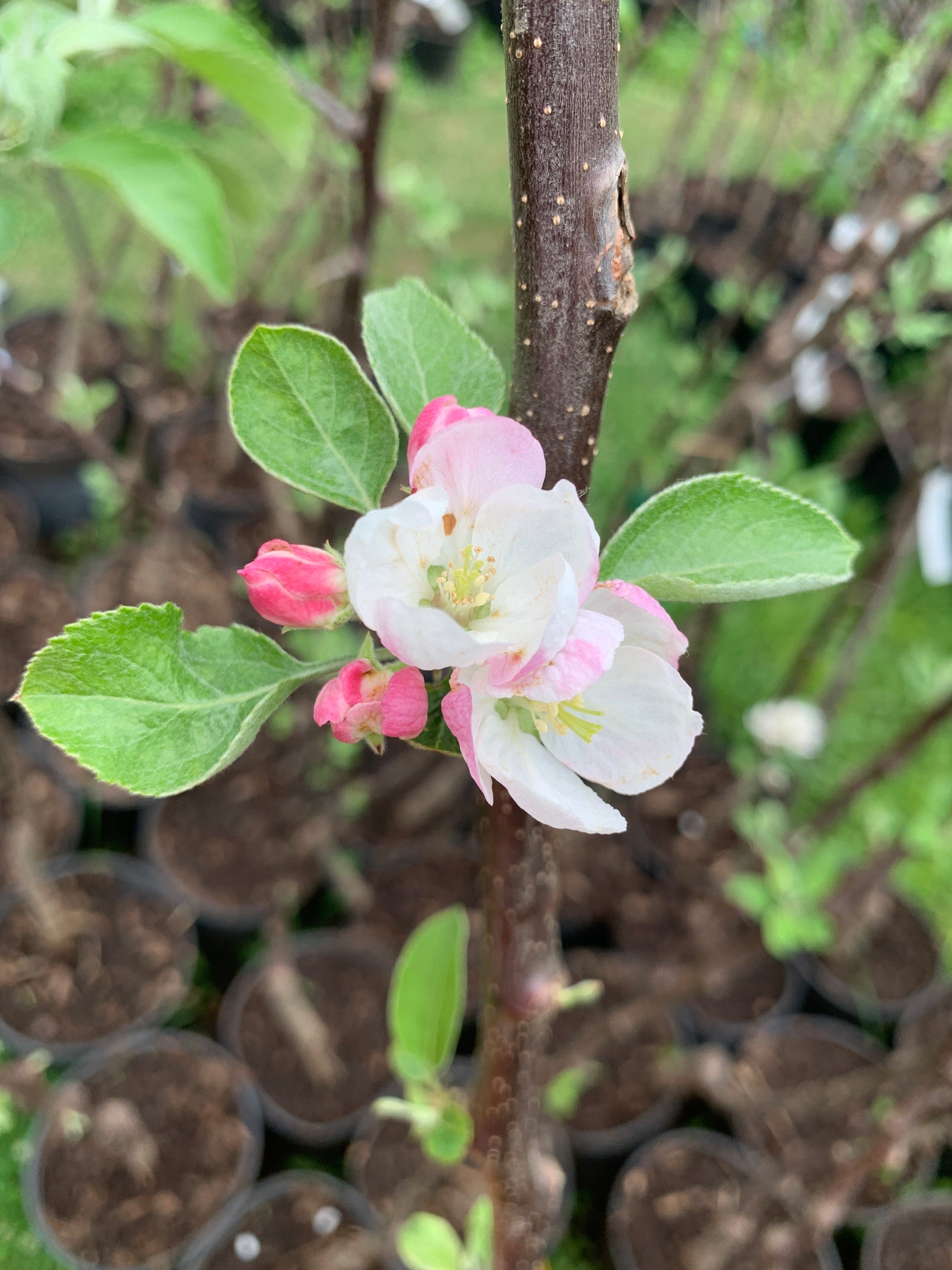 Liberty Apple Trees — Roots to Fruits Nursery