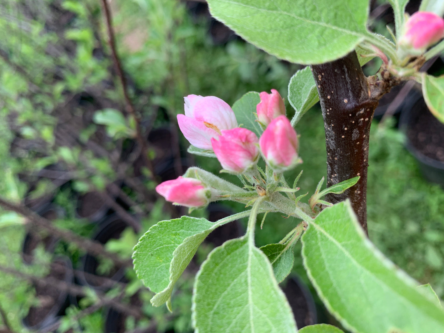 Modern Apples — Roots to Fruits Nursery