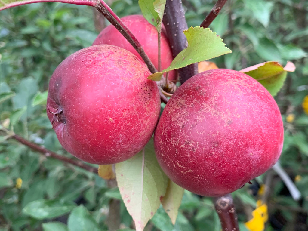 Red Flesh Apples — Roots to Fruits Nursery