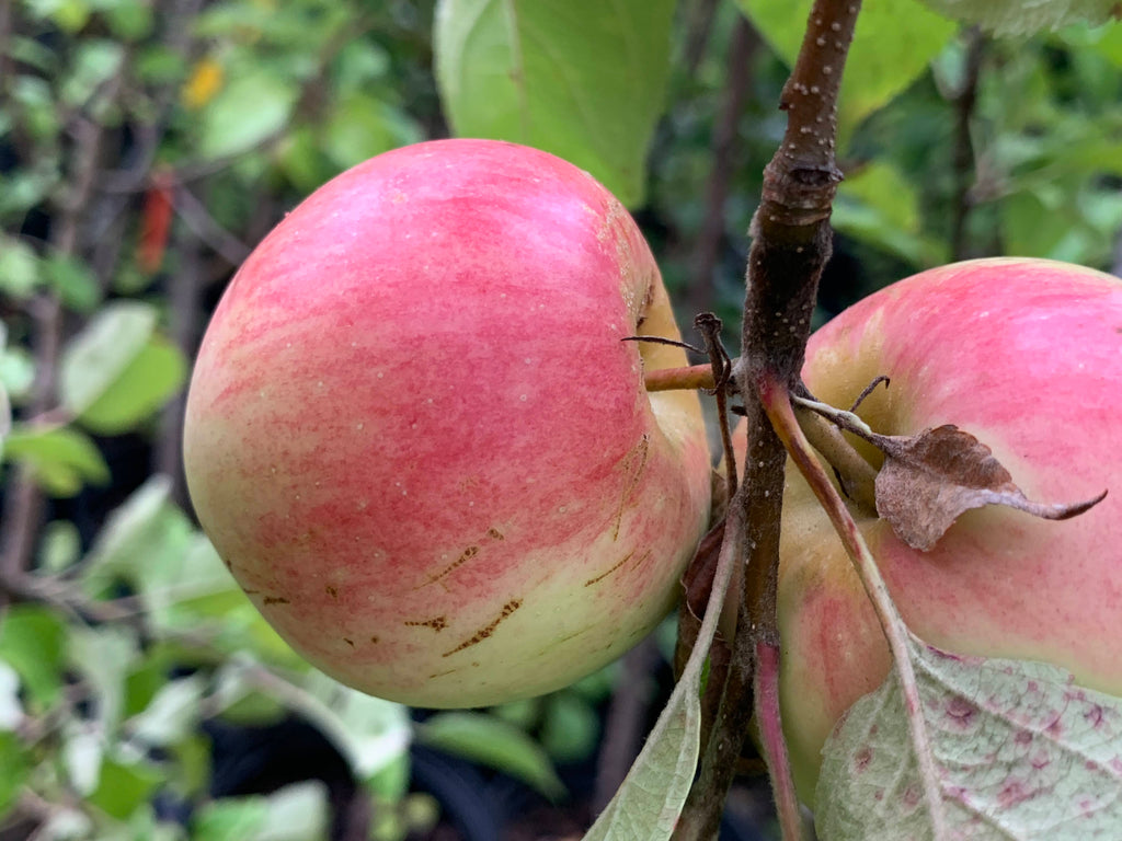 Heirloom Apples — Roots to Fruits Nursery