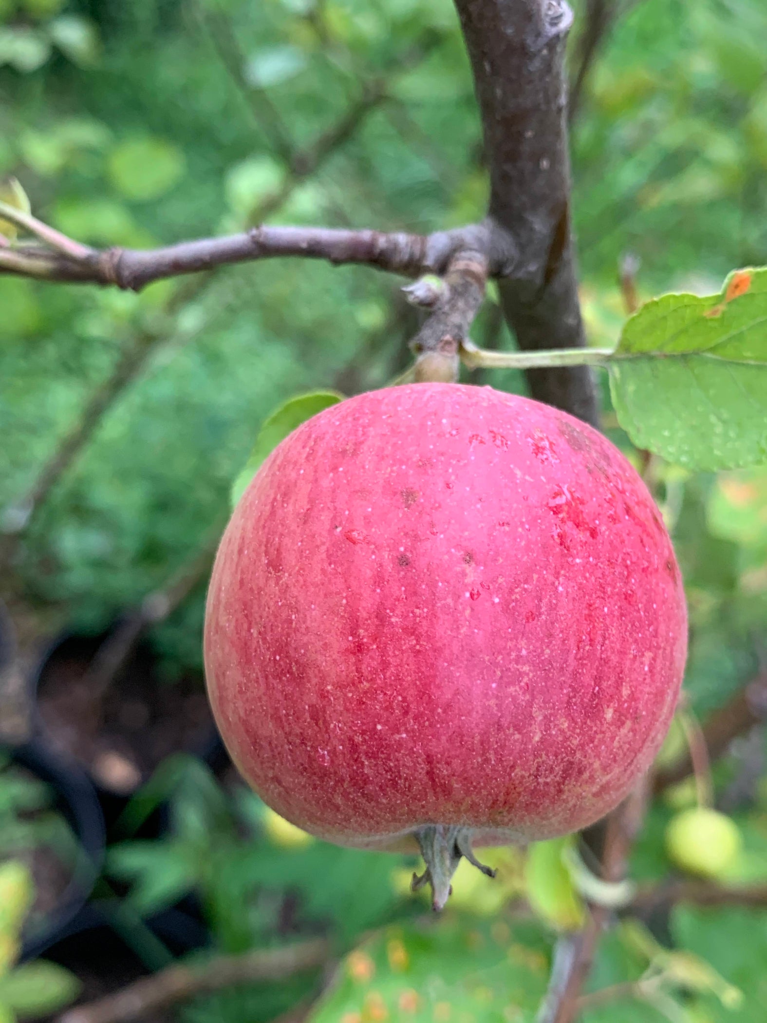 Winecrisp Apple — Roots to Fruits Nursery