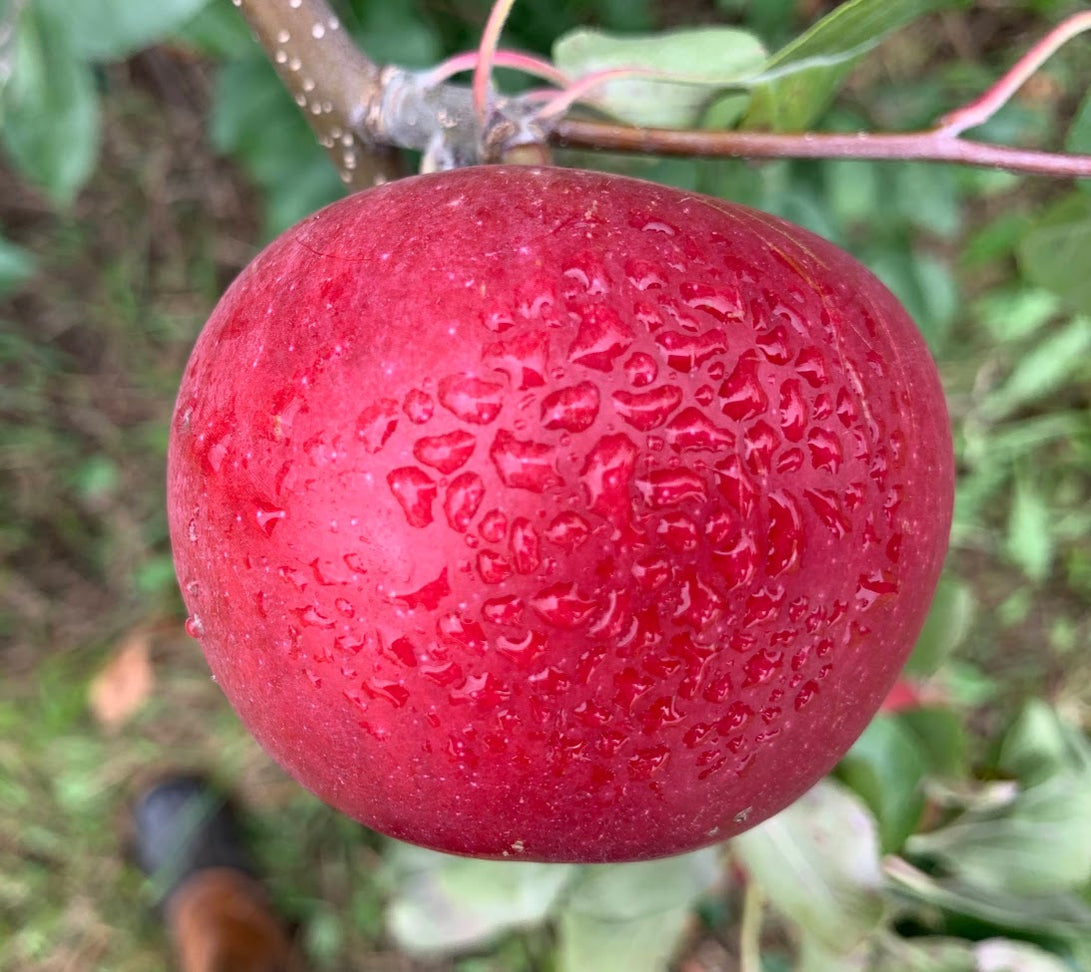 Modern Apples — Roots to Fruits Nursery