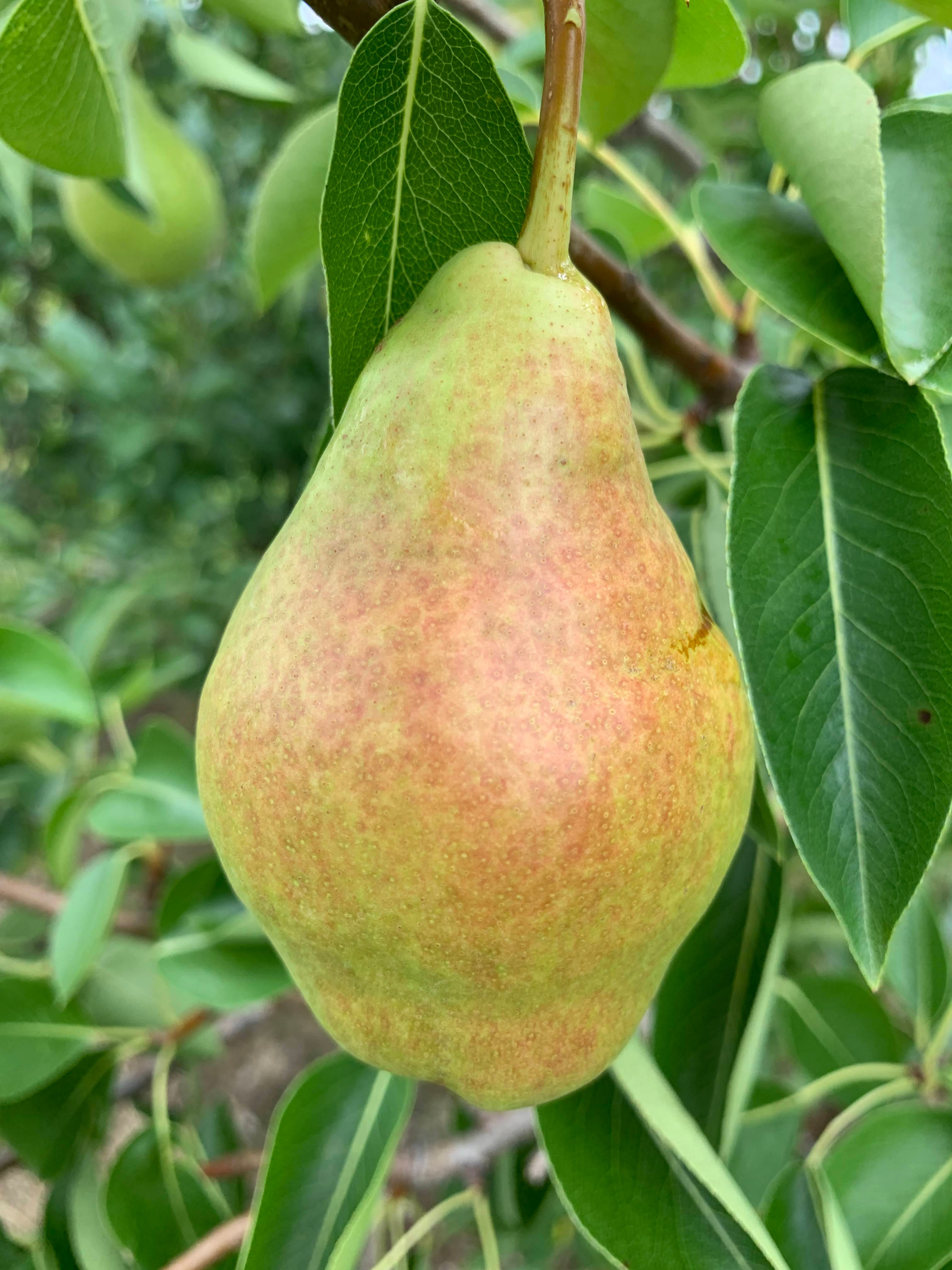 Bartlett Pear Seedling