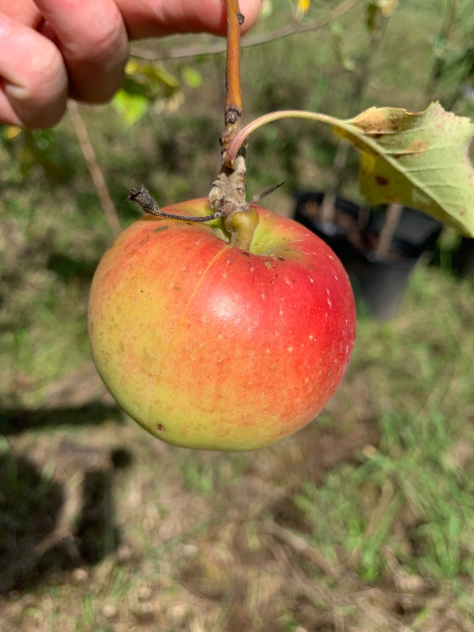 Cider Apple Trees — Roots to Fruits Nursery