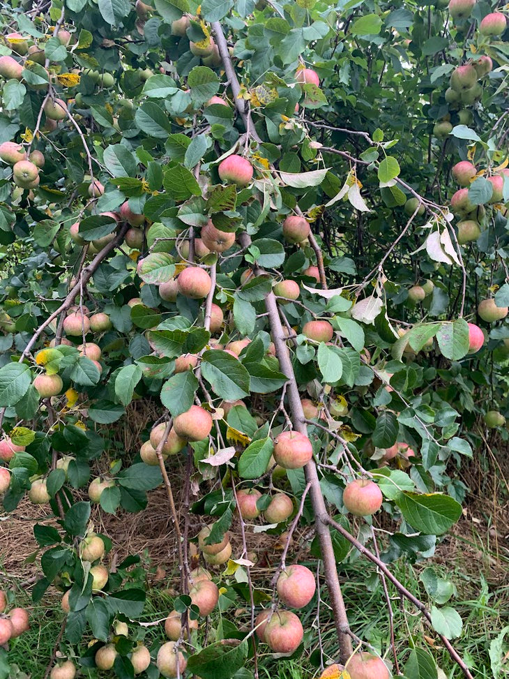 Dabinett Apple Tree — Roots to Fruits Nursery