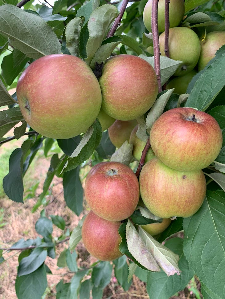 Dabinett Apple Tree — Roots to Fruits Nursery