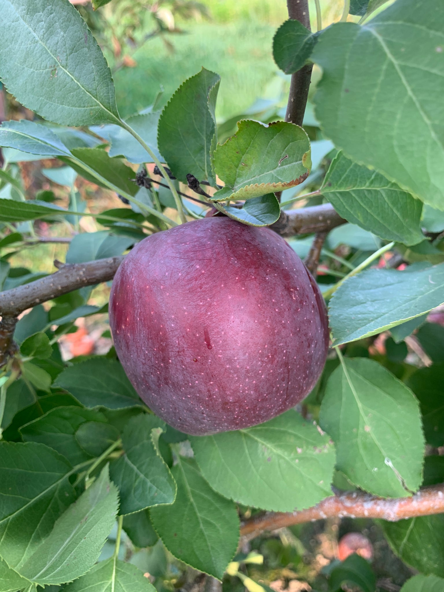Heirloom Apples — Roots to Fruits Nursery