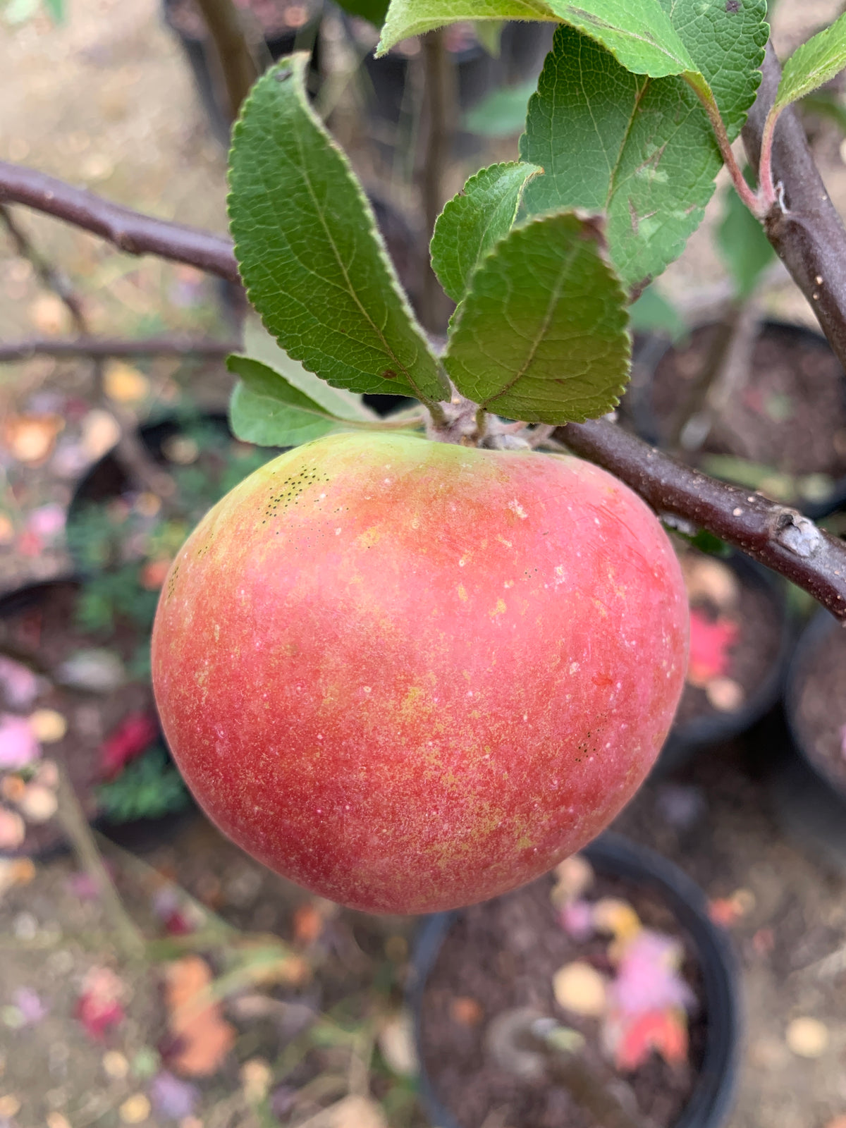 Fameuse Snow Apple Trees — Roots to Fruits Nursery