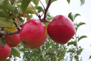 Pink Lady® Apple — Roots to Fruits Nursery