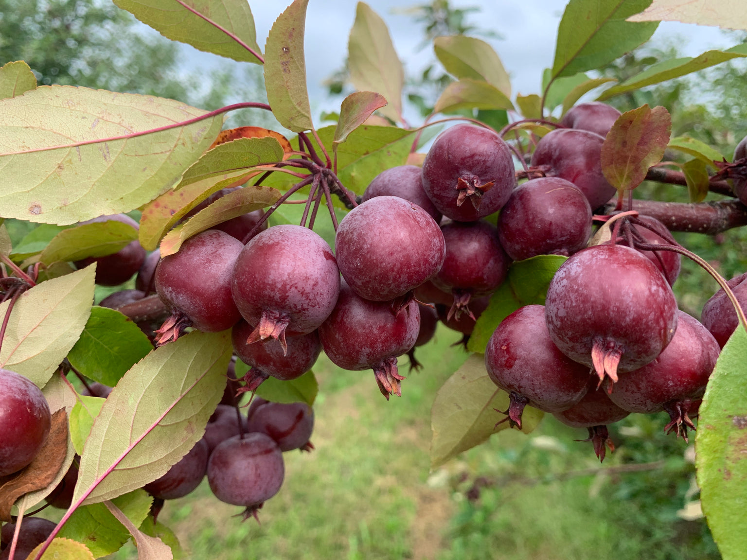Heirloom Apples — Roots to Fruits Nursery