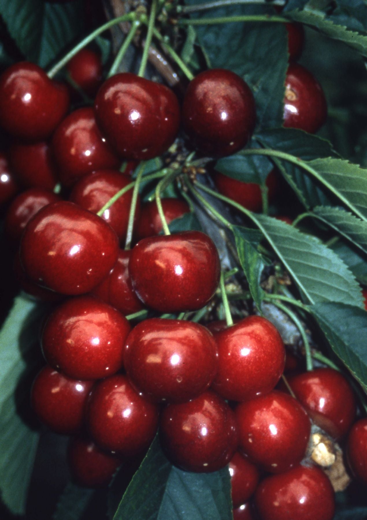 Sweet Cherry Trees — Roots to Fruits Nursery