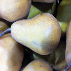 Flemish Beauty Pear Trees — Roots to Fruits Nursery