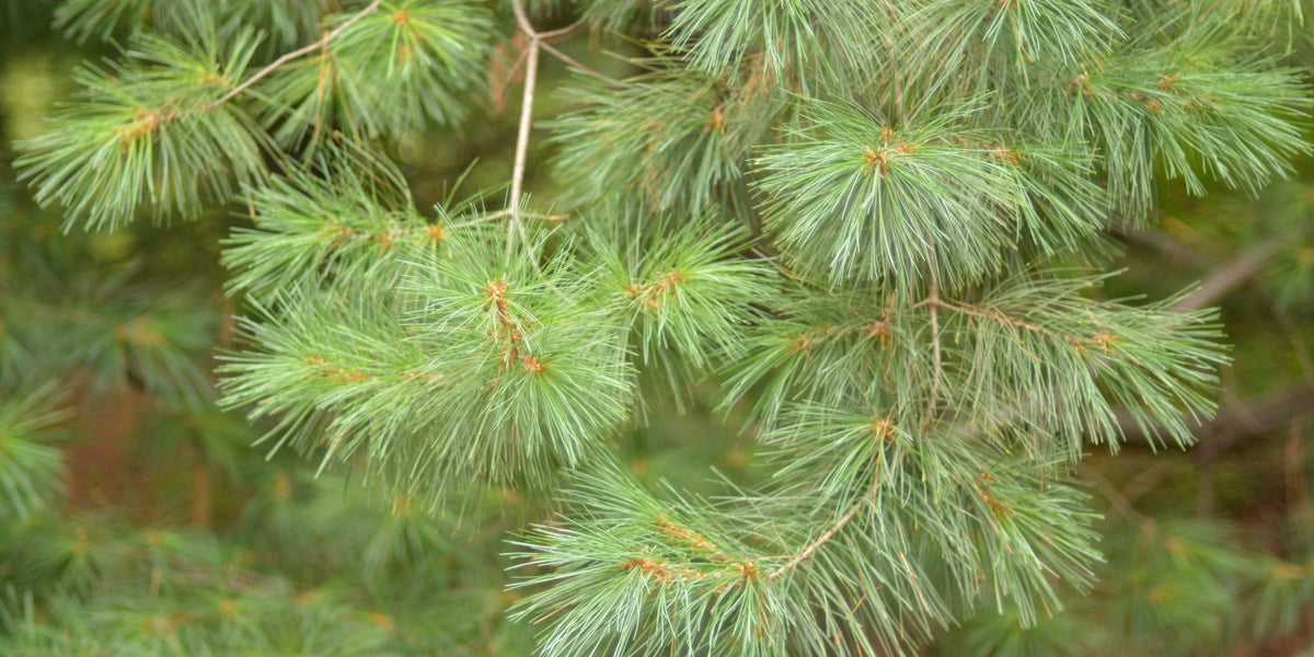 White Pine Tree — Roots to Fruits Nursery