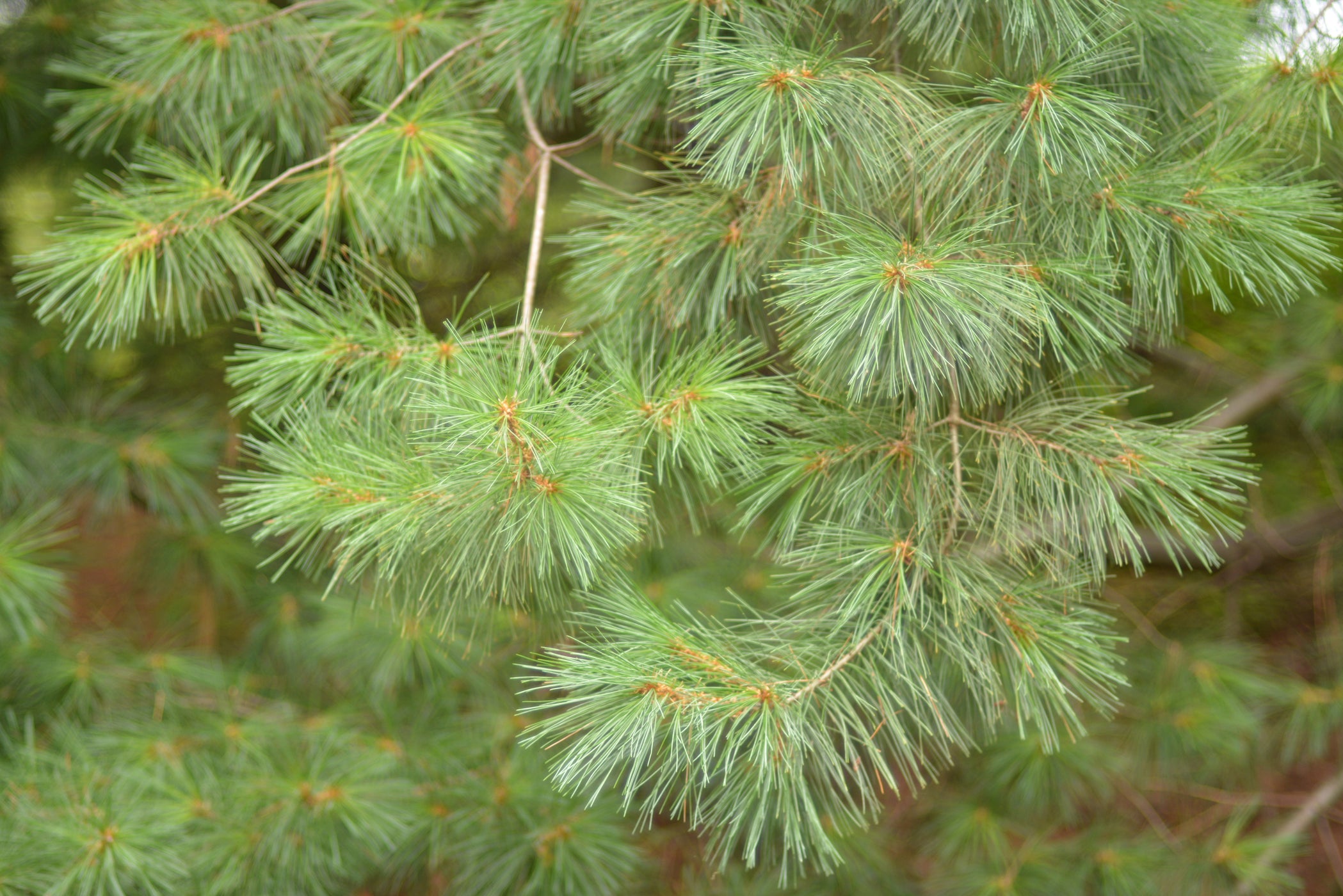 White Pine Tree — Roots to Fruits Nursery