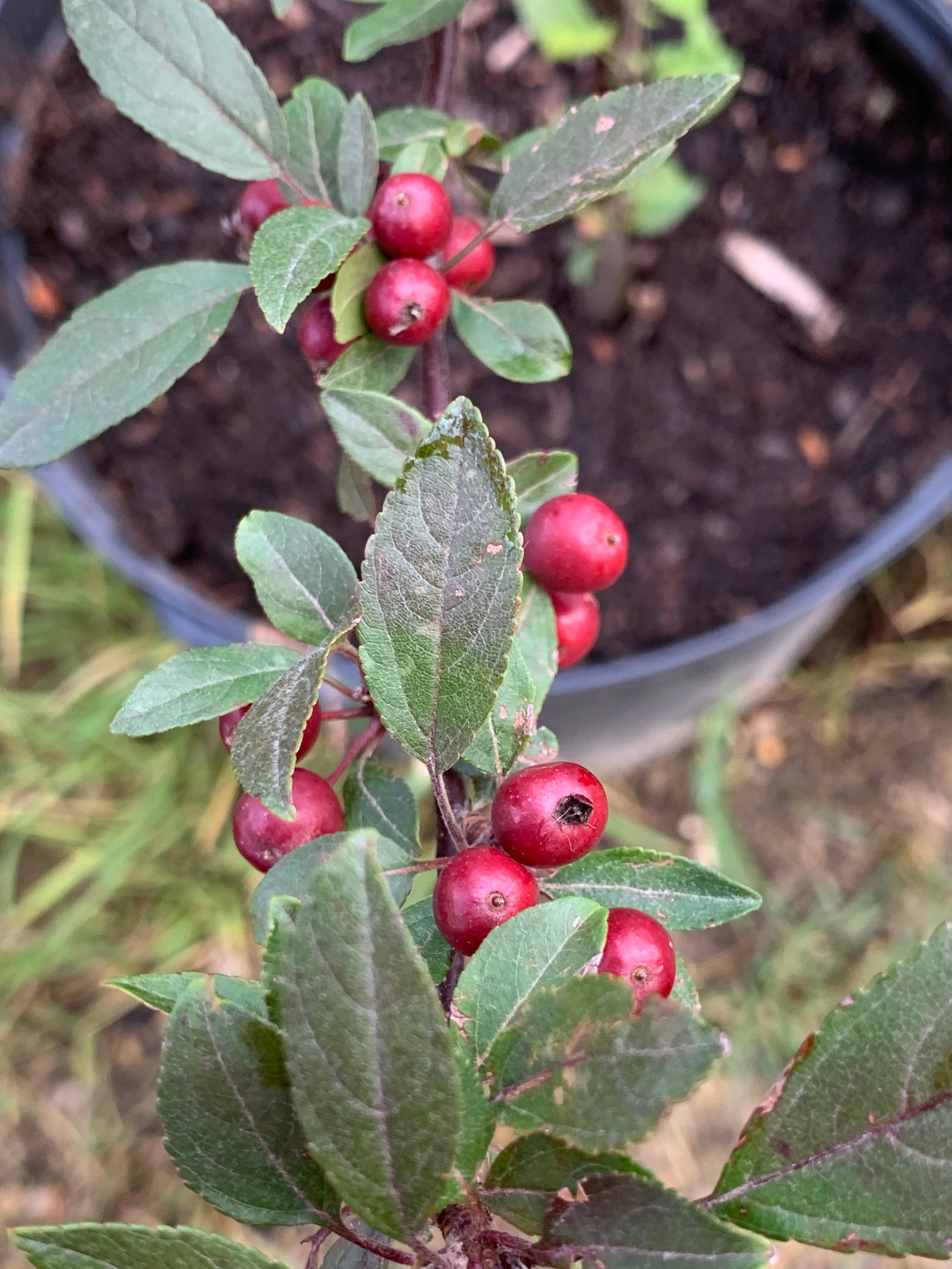 Profusion Flowering Crabapple Tree — Roots to Fruits Nursery
