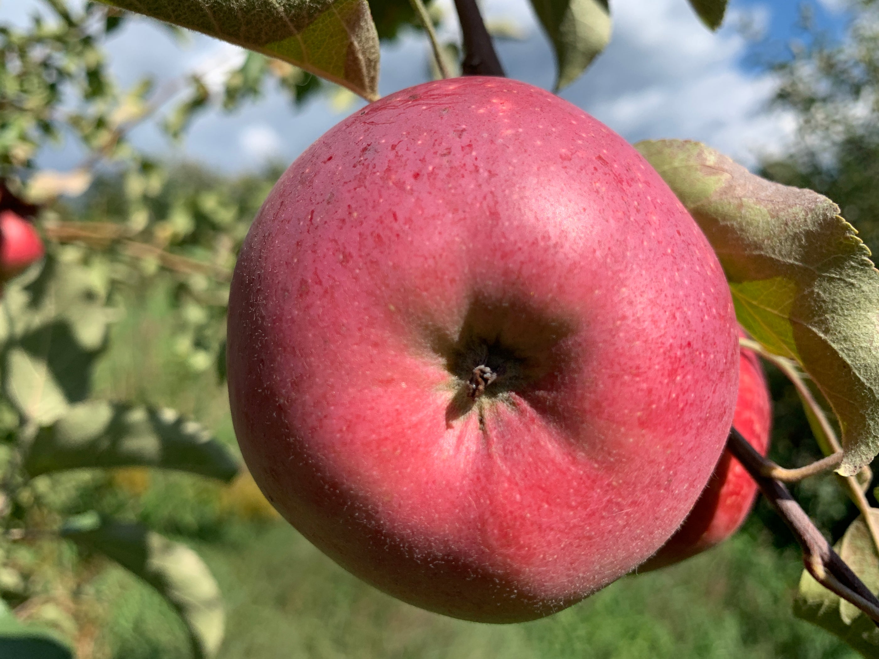 Wolf River Apple — Roots to Fruits Nursery