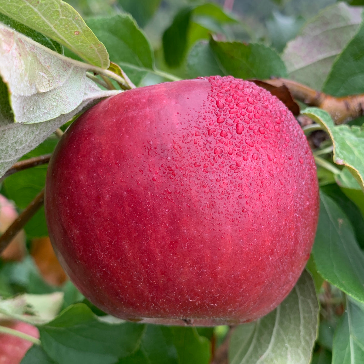 Monarch Apple Trees — Roots to Fruits Nursery