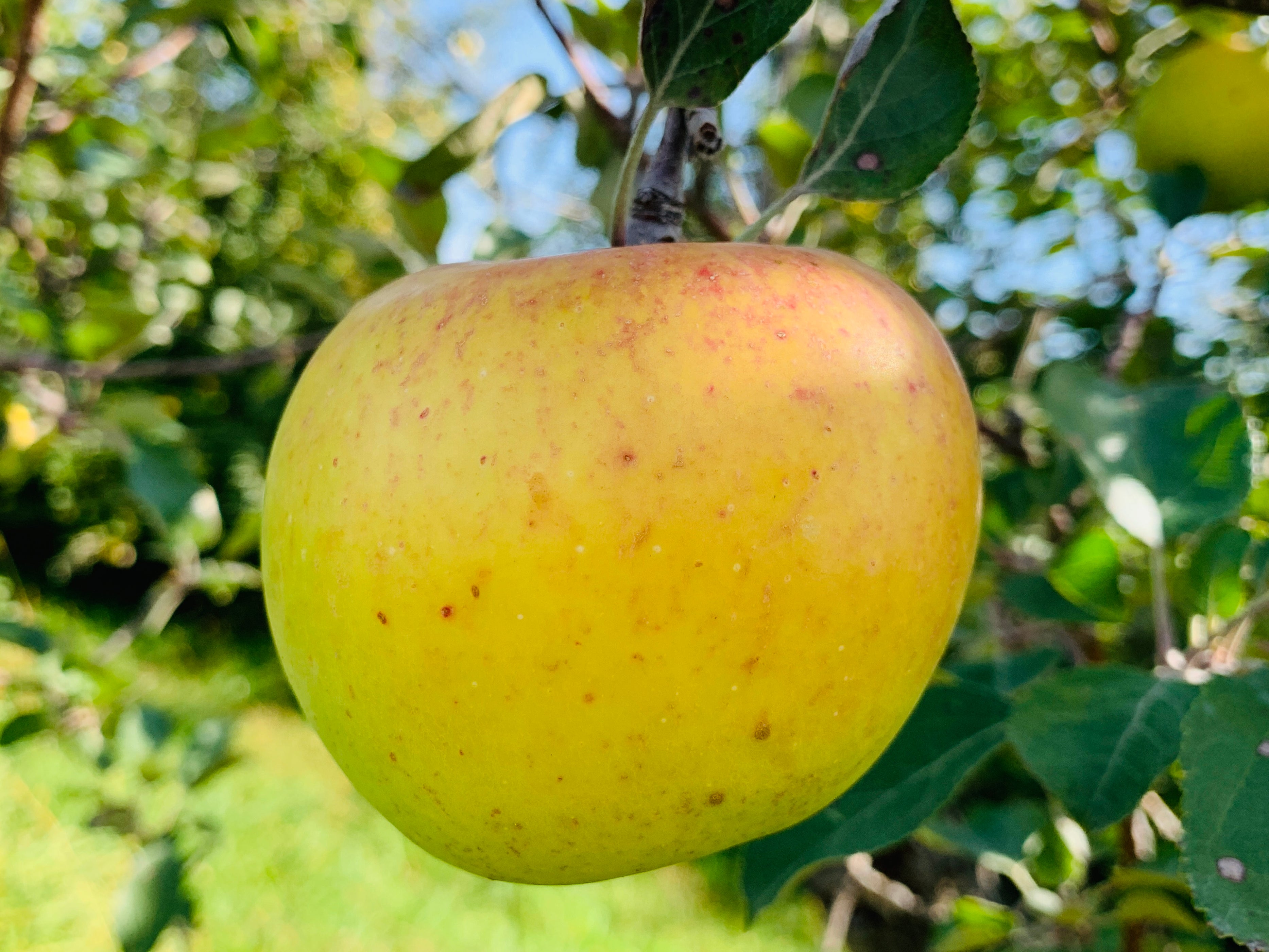 Northwest Greening Apple Trees — Roots to Fruits Nursery