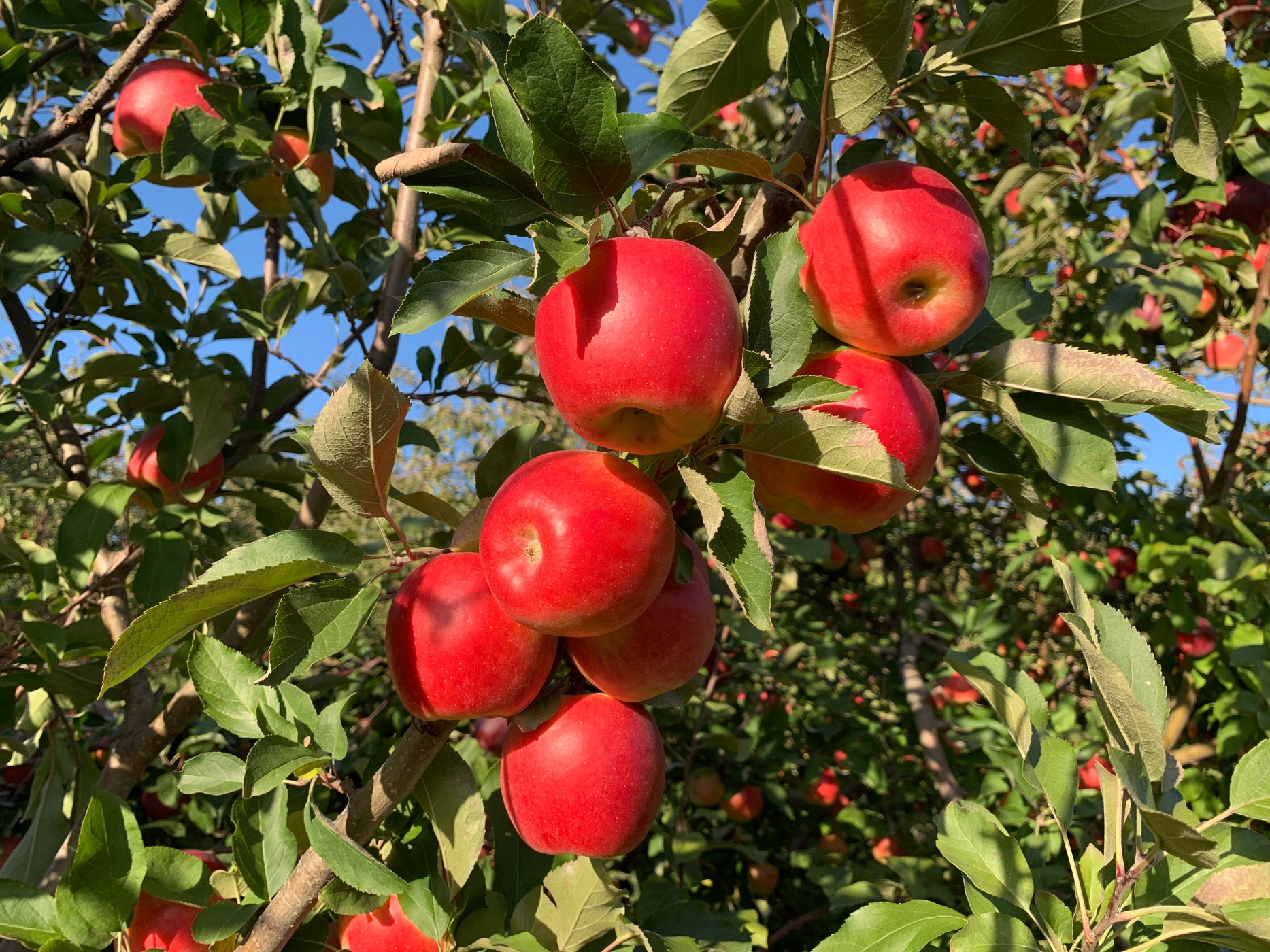 Ambrosia Apple Tree — Roots to Fruits Nursery