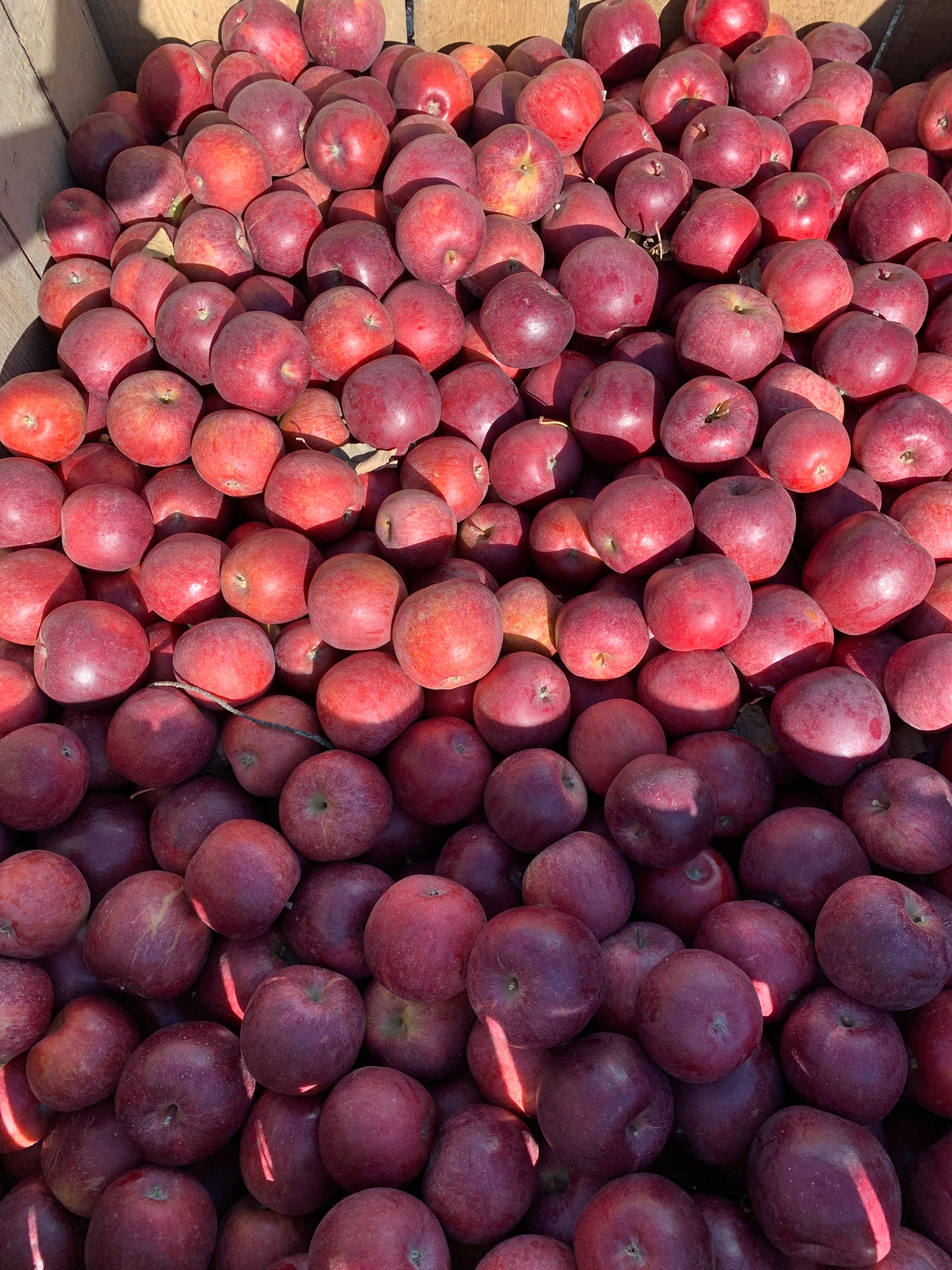 Royal Empire Apple Tree — Roots to Fruits Nursery