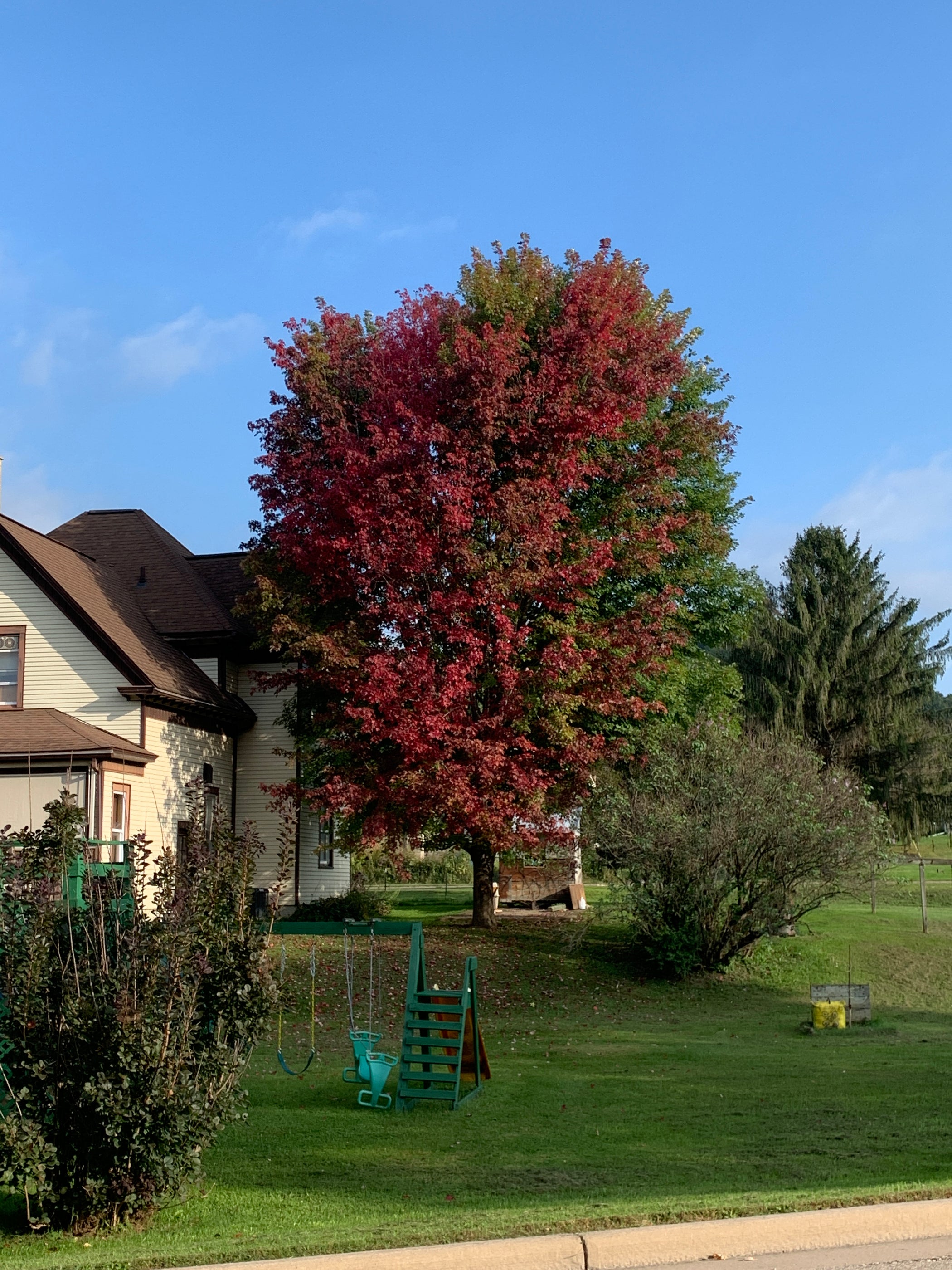 Autumn Blaze Maple Tree — Roots to Fruits Nursery