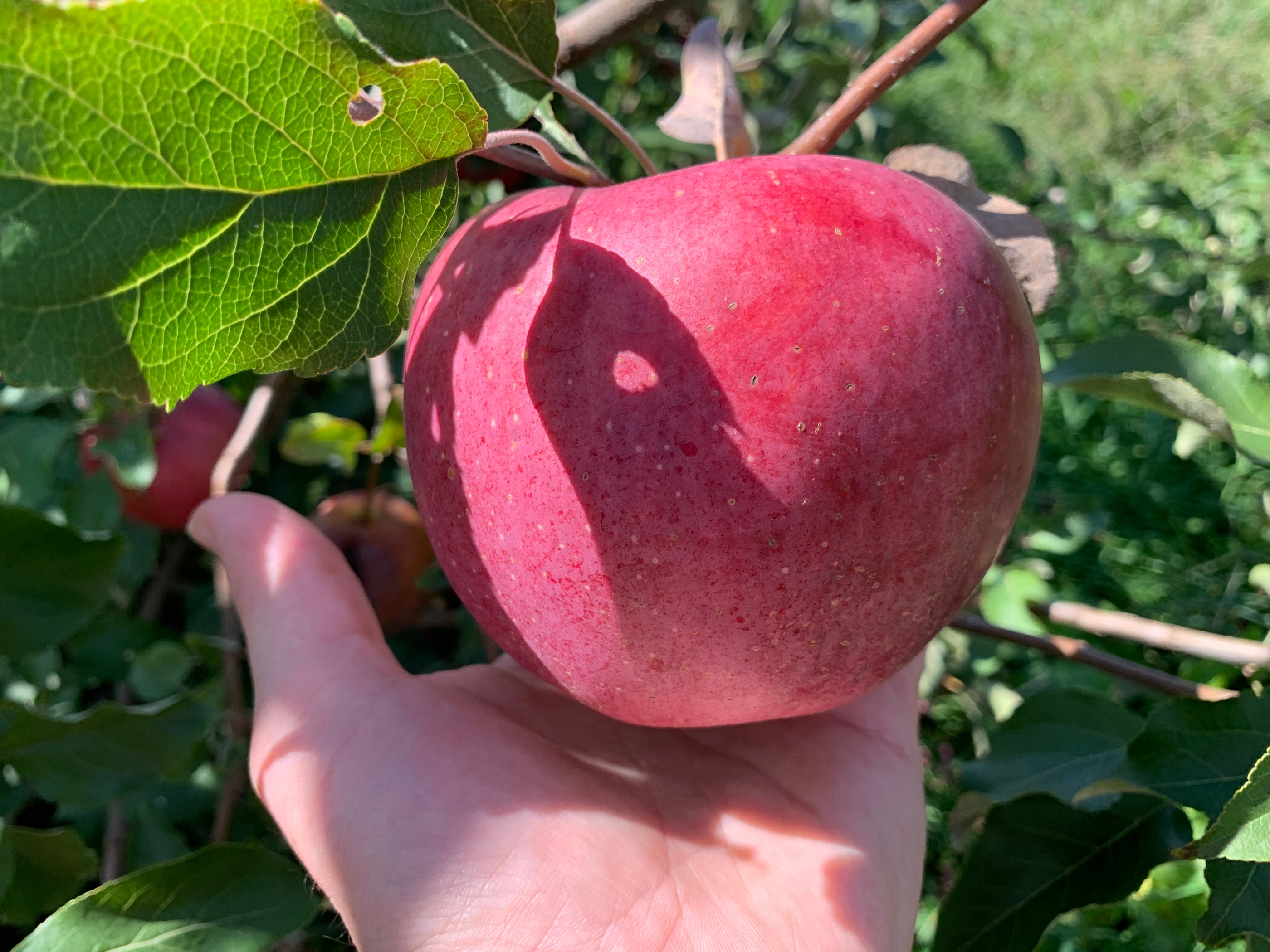 Wolf River Apple Tree — Roots to Fruits Nursery