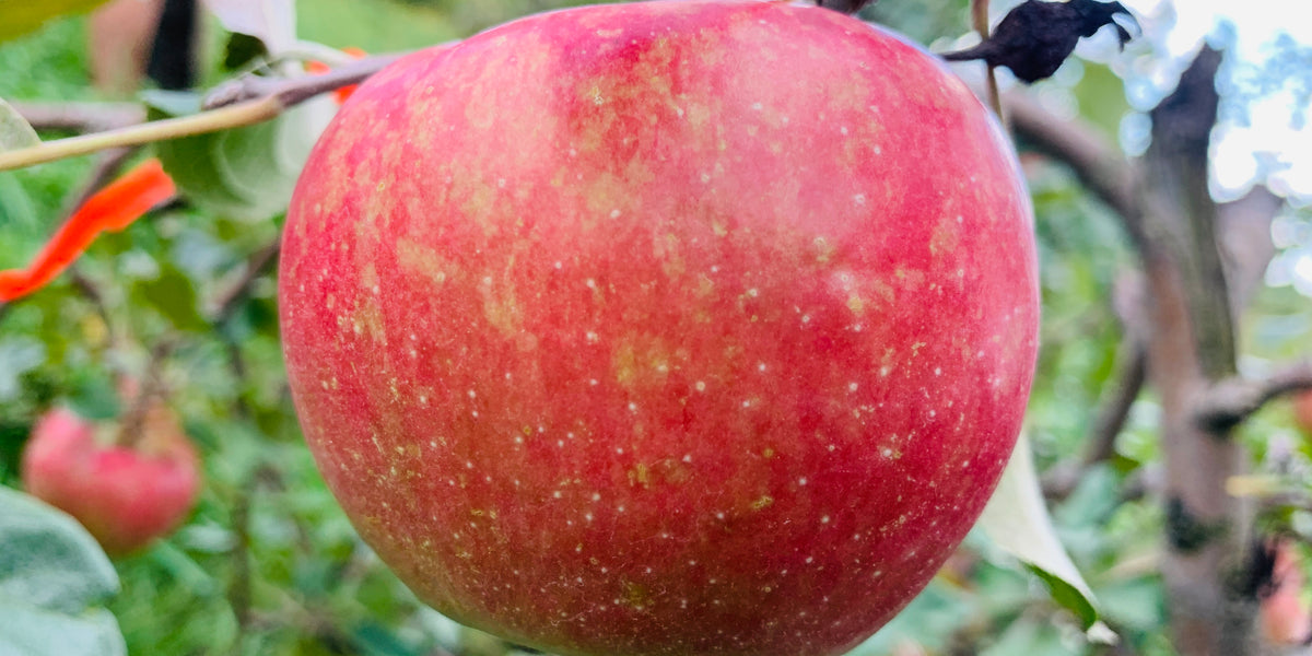Keepsake Apple — Roots to Fruits Nursery