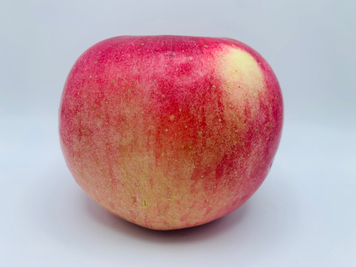 Wolf River Apple Tree — Roots to Fruits Nursery