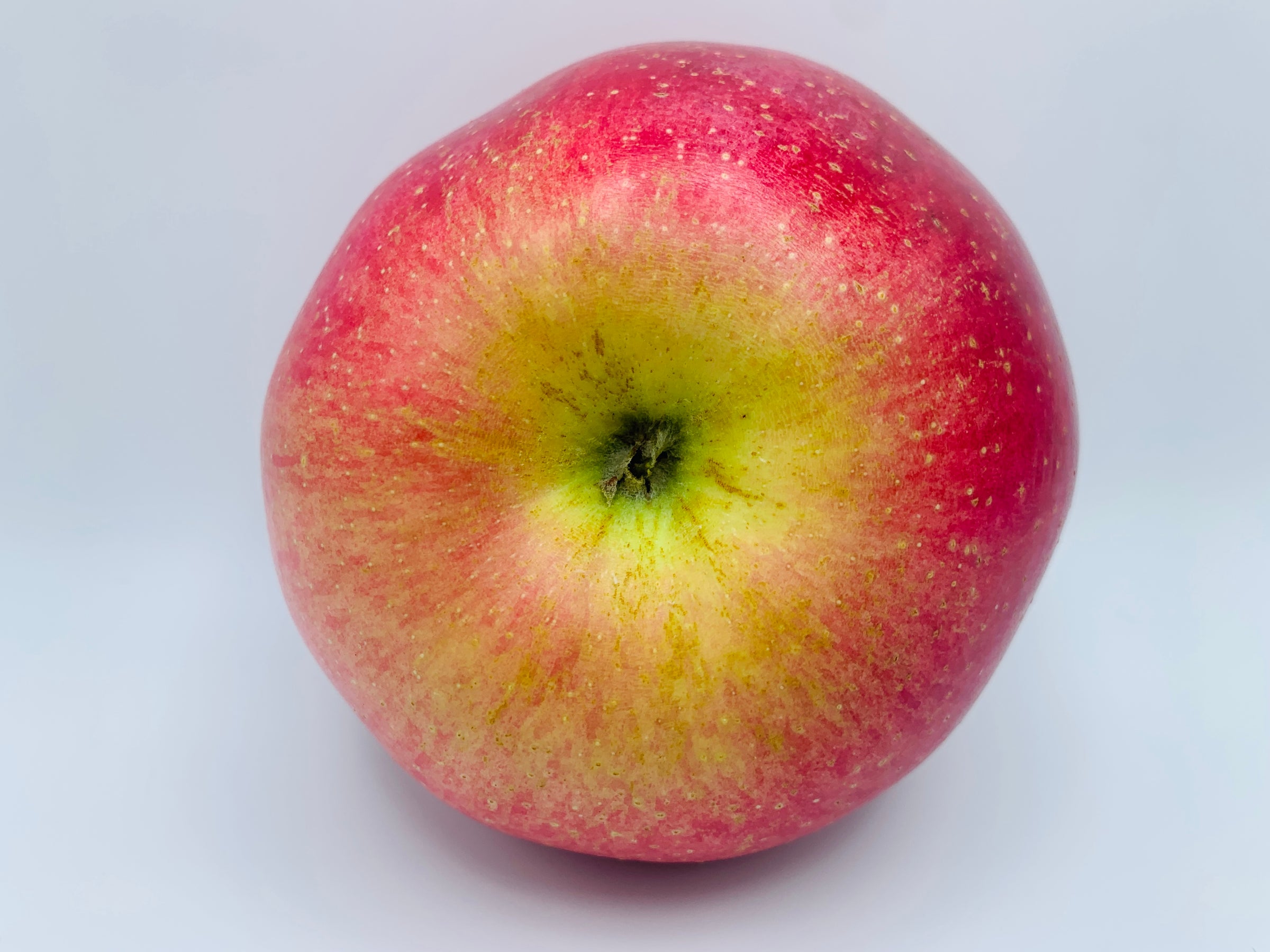 Wolf River Apple Tree — Roots to Fruits Nursery