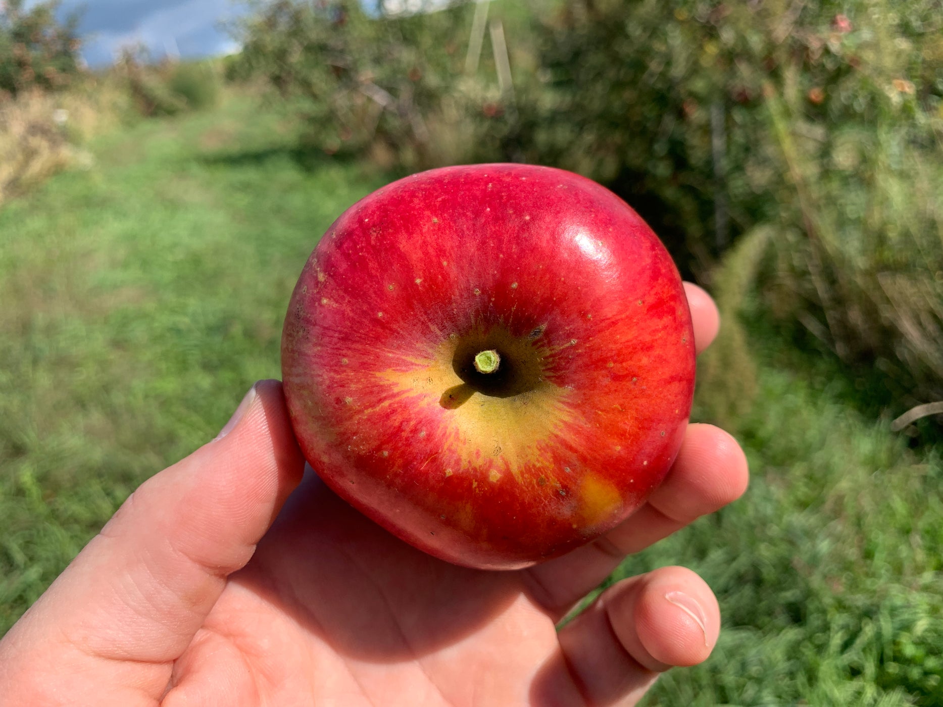 Wolf River Apple — Roots to Fruits Nursery