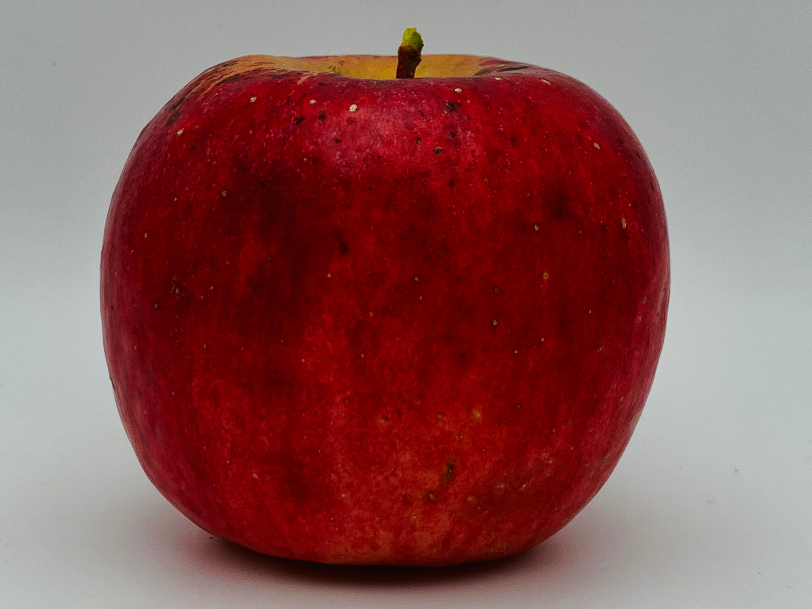 Freedom Apple Trees — Roots to Fruits Nursery