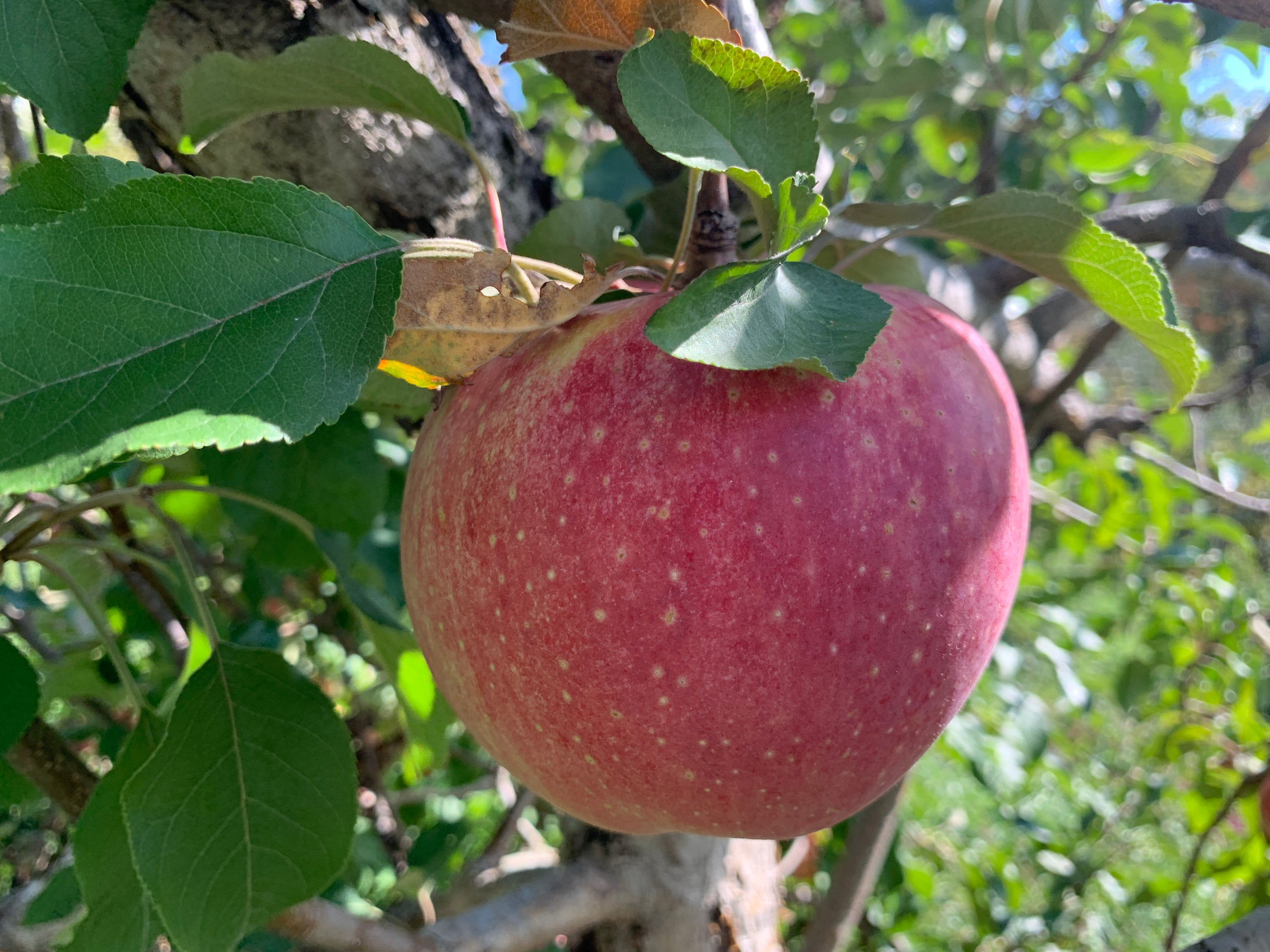 Wolf River Apple — Roots to Fruits Nursery