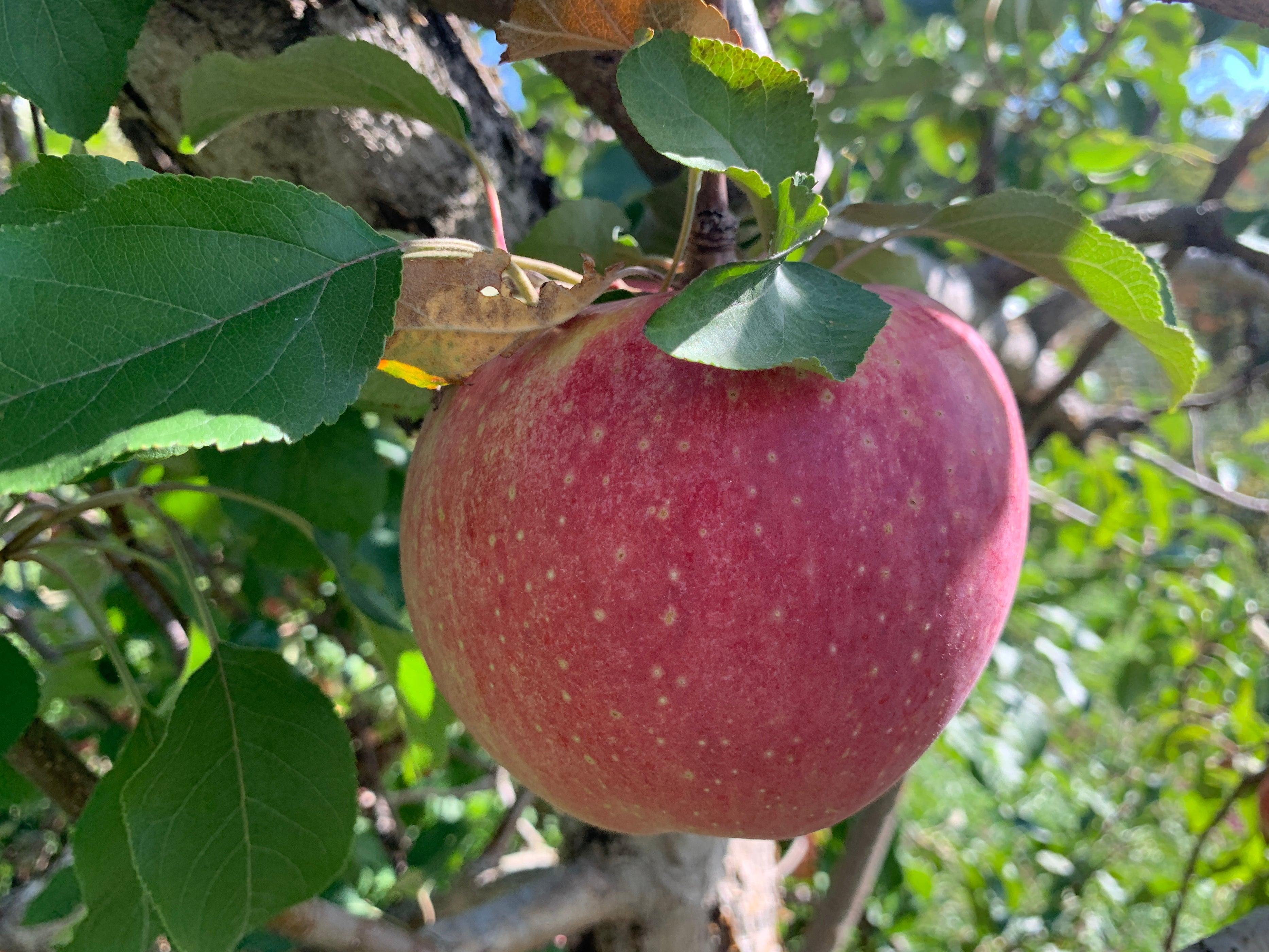 Wolf River Apple — Roots to Fruits Nursery