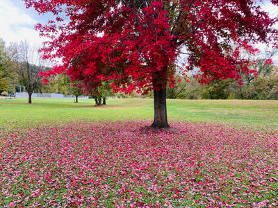 Autumn Blaze Maple Tree — Roots to Fruits Nursery