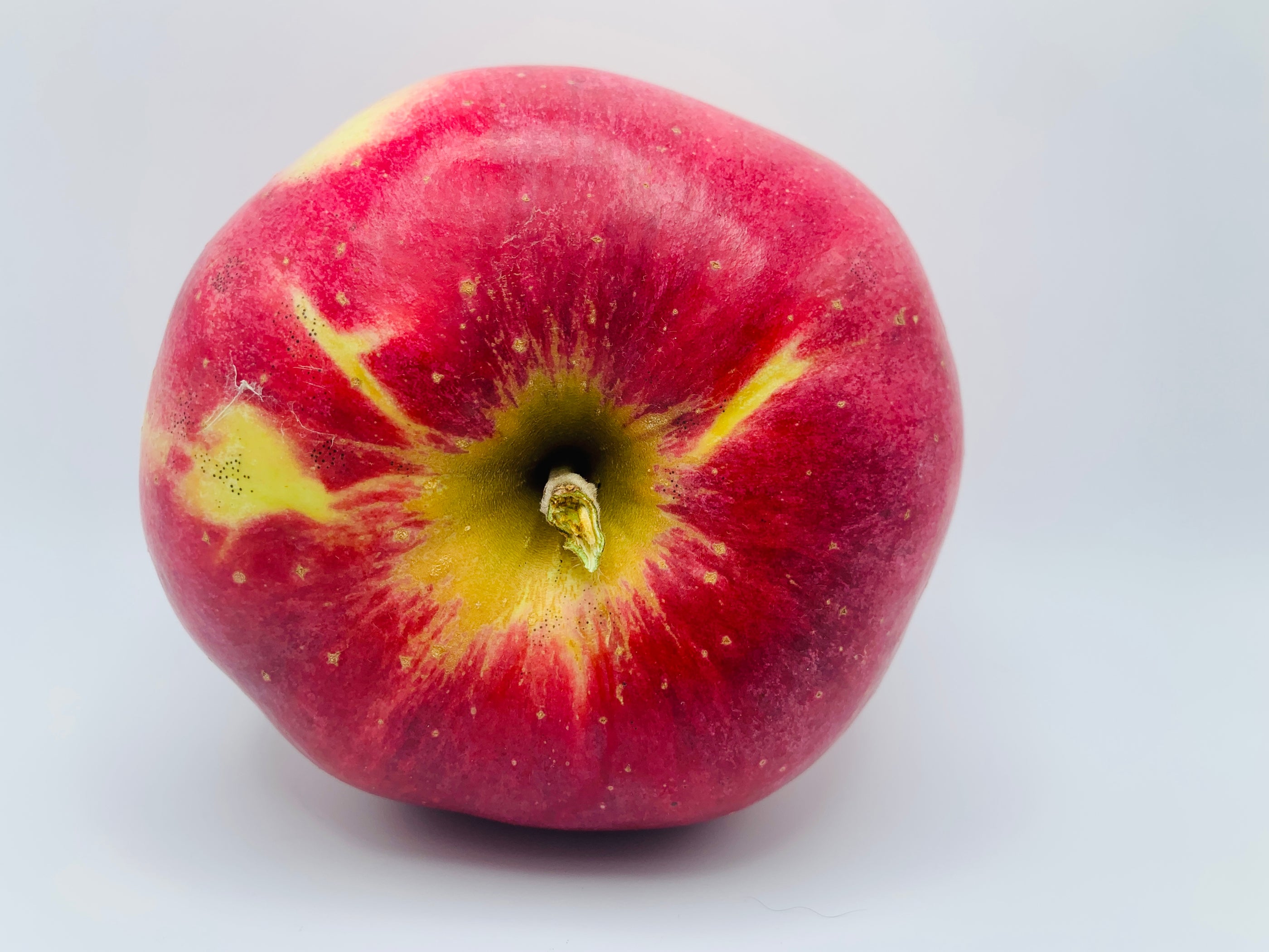 Wolf River Apple — Roots to Fruits Nursery
