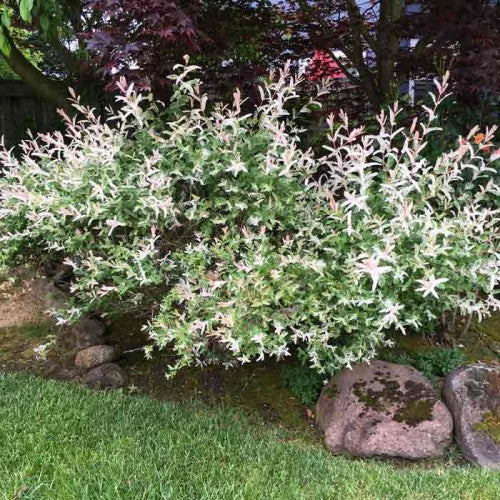 Willow Trees — Roots to Fruits Nursery
