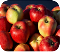 Melrose Apple — Roots to Fruits Nursery