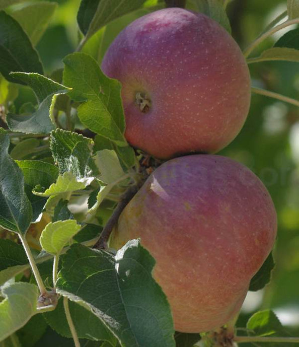 Fuji Apple — Roots to Fruits Nursery