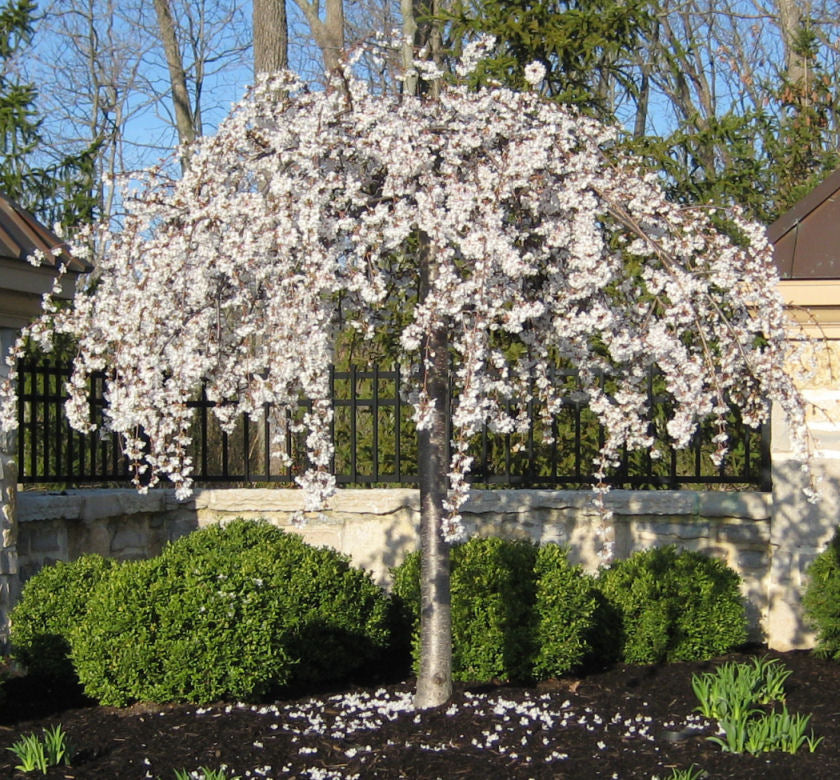 Dwarf Weeping Cherry Tree Prunus Snow Fountain Flowering Cherry Snow