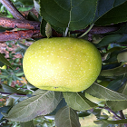Yellow Transparent Apple Tree — Roots to Fruits Nursery